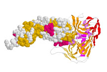 Chime Molecular Modeling Pages